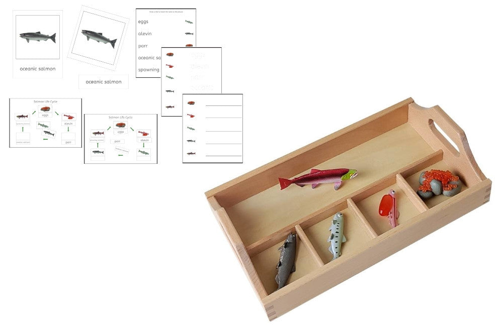 Life Cycle Model with Sorting Tray - IFIT Montessori